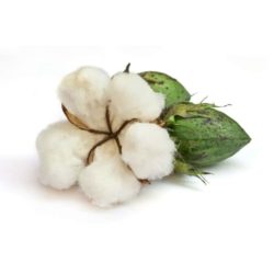 Obatala: quién es, pataki, oración y más