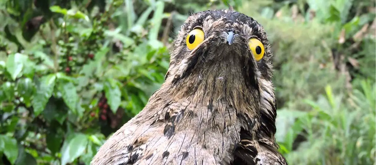 Kakuy: significado, leyenda, su canto y más